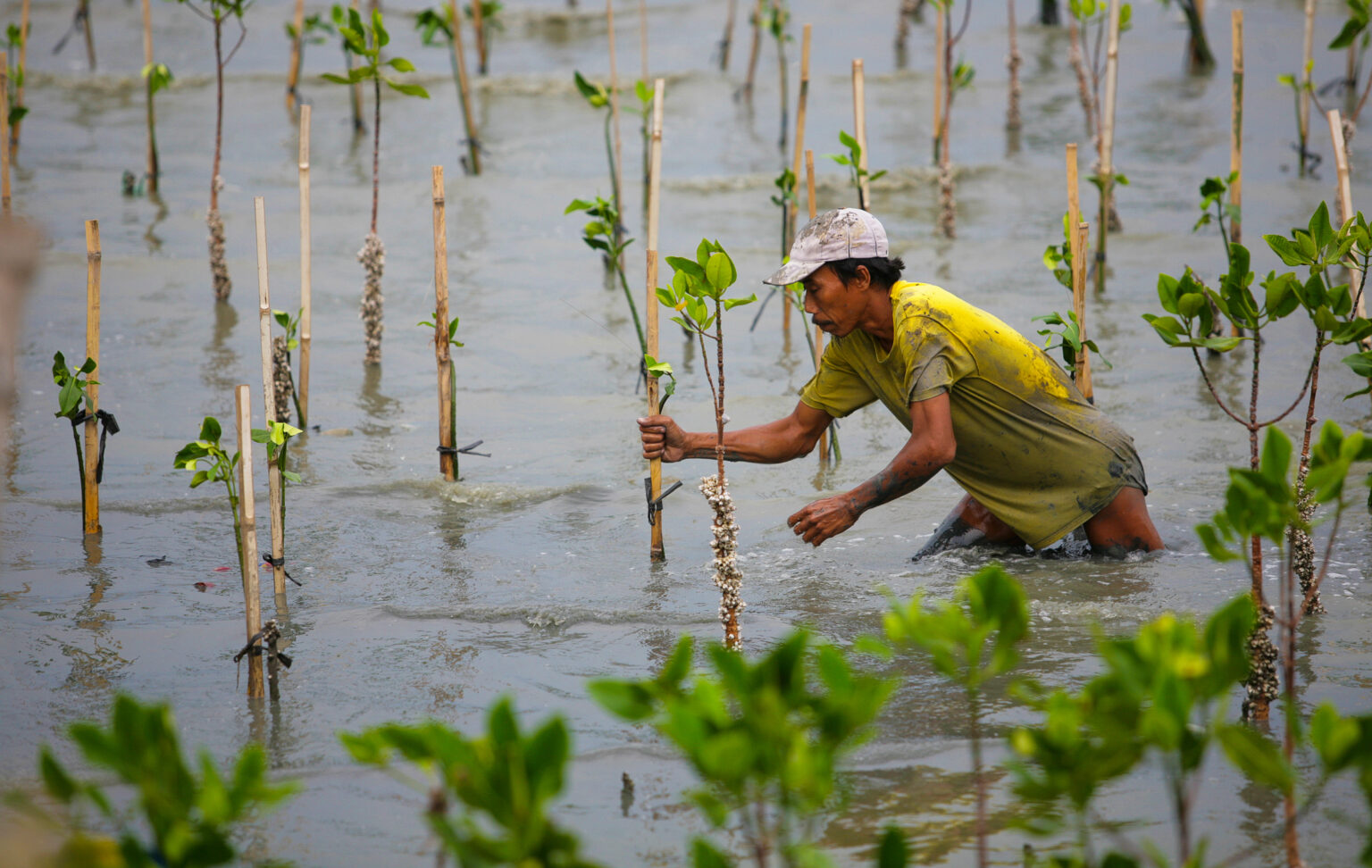Climate Change Adaptation vs Mitigation: What's the Difference